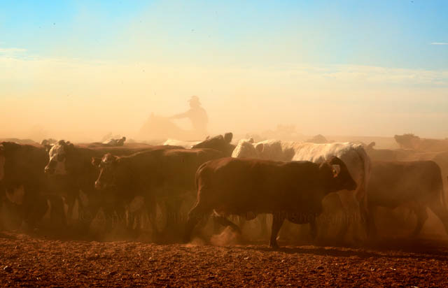 Cattle Round Up - Peter MacDonald Photo