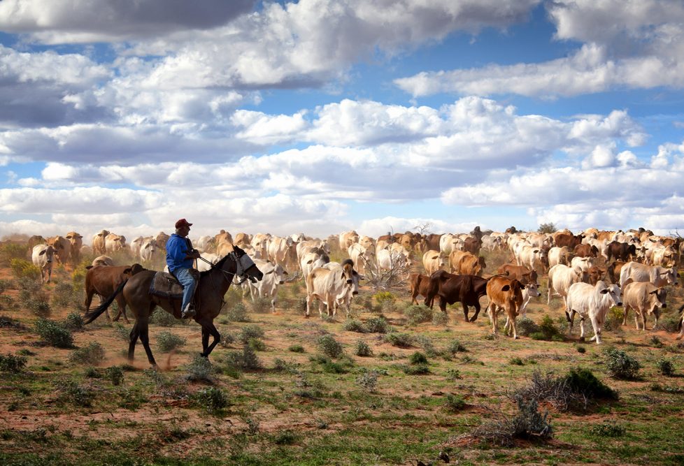 Outback Life - Peter MacDonald Photo